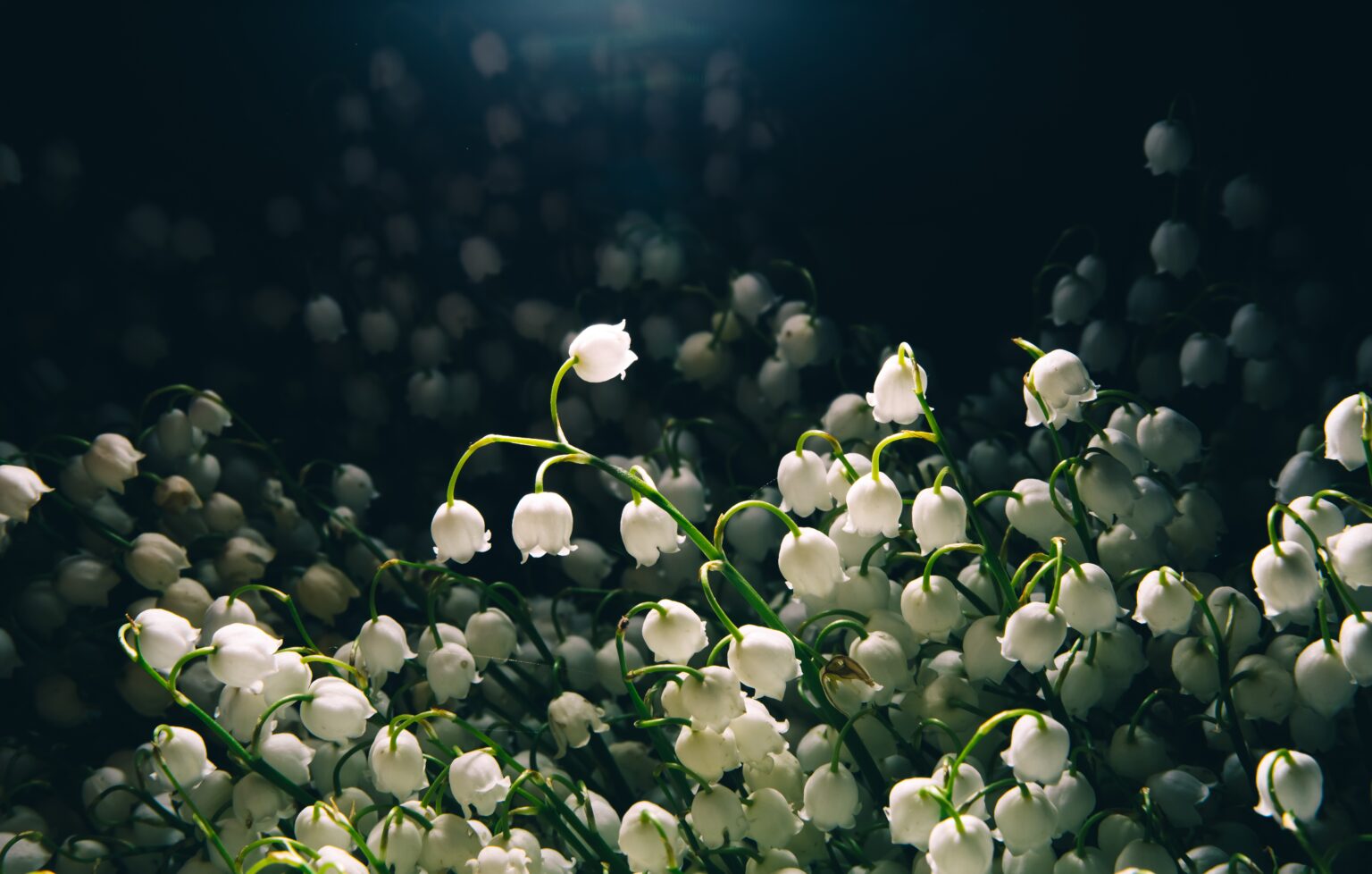 Lilial verboden in cosmetica: wat betekent dit voor jou?