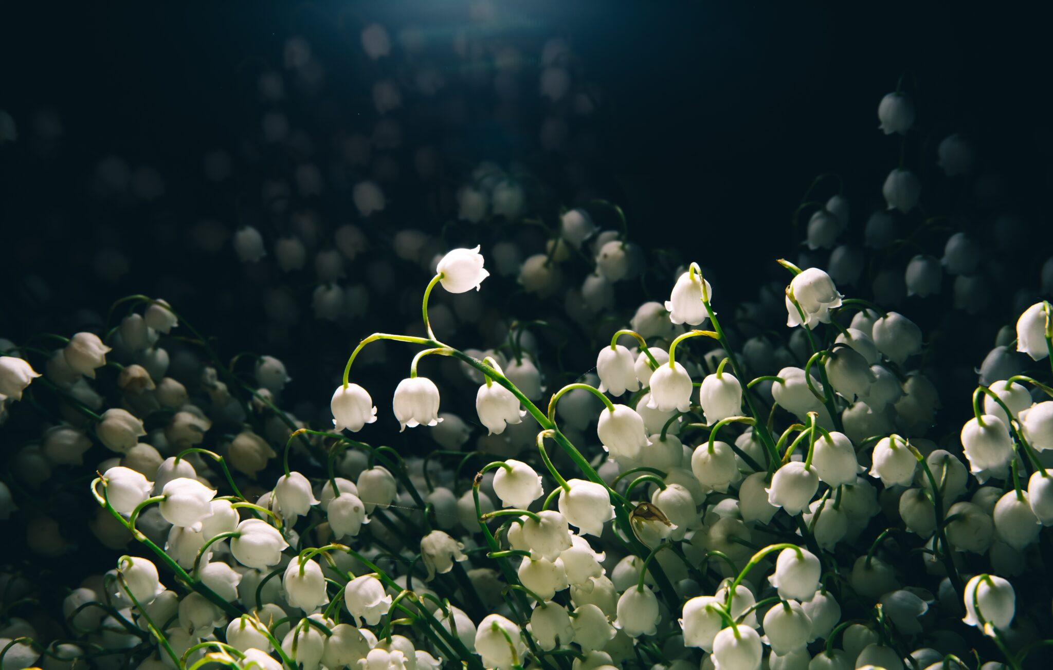 Lilial verboden in cosmetica: wat betekent dit voor jou?